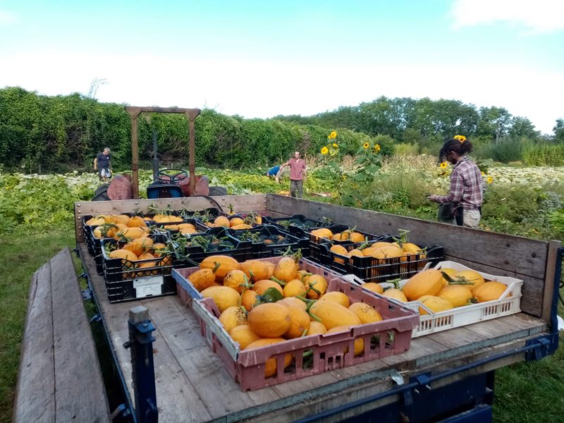 The Fold Community Farm