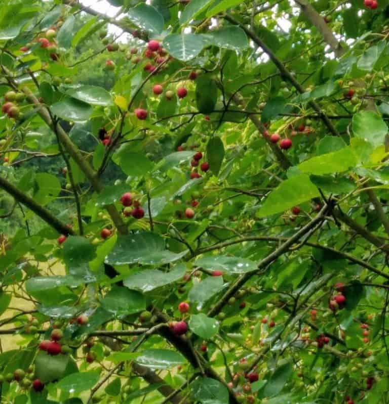 juneberry plant